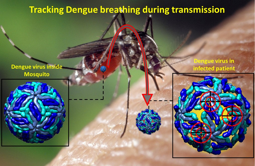 Hunting vulnerable targets on Dengue - NUS Biological Sciences | NUS Biological Sciences