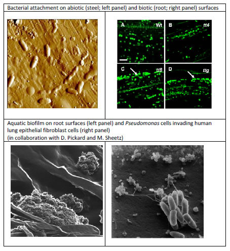 SANJAY SWARUP | NUS Biological Sciences