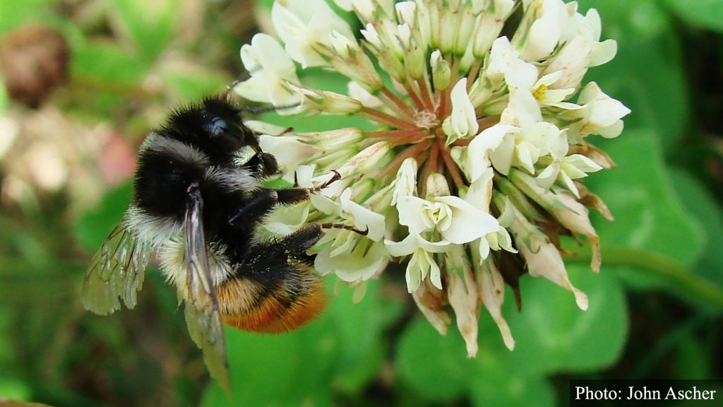 World map of bees - NUS Biological Sciences | NUS Biological Sciences