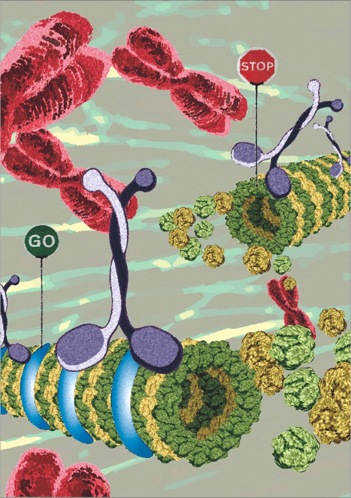 Microtubule-associated protein, HMMR, acts as a regulator in ...