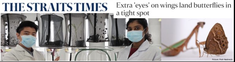 CHAN ZHI WEN, IAN - NUS Biological Sciences | NUS Biological Sciences