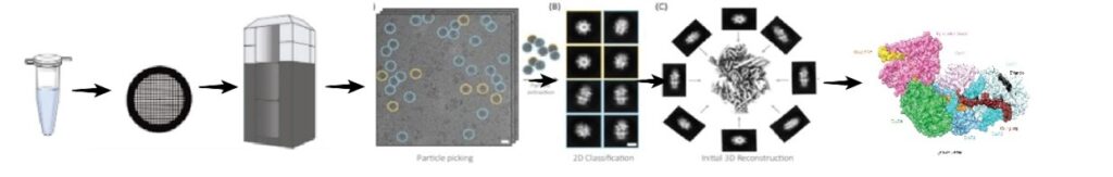HU CHUNYI - NUS Biological Sciences | NUS Biological Sciences