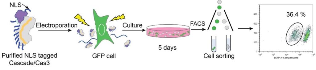 HU CHUNYI - NUS Biological Sciences | NUS Biological Sciences