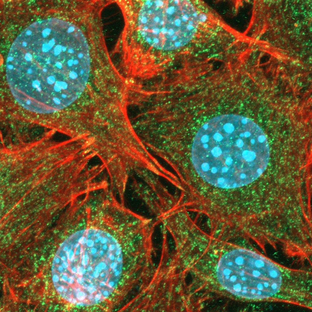 CBIS Light Microscopy Core - NUS Biological Sciences | NUS Biological ...