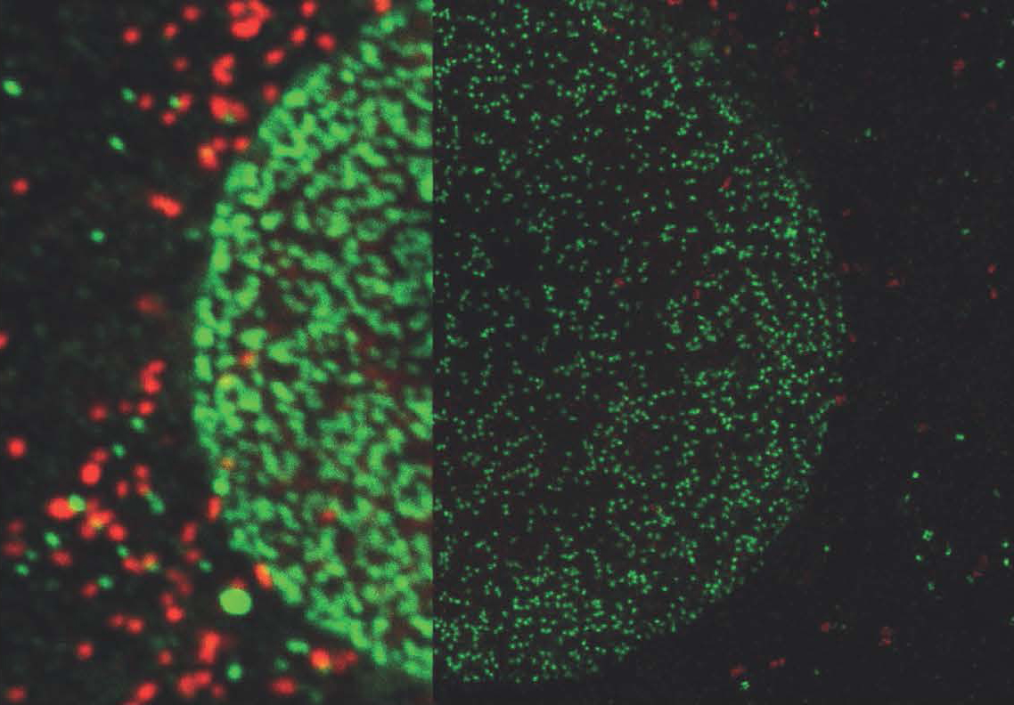 Abberior STED super-resolution microscopy workshop - NUS Biological ...