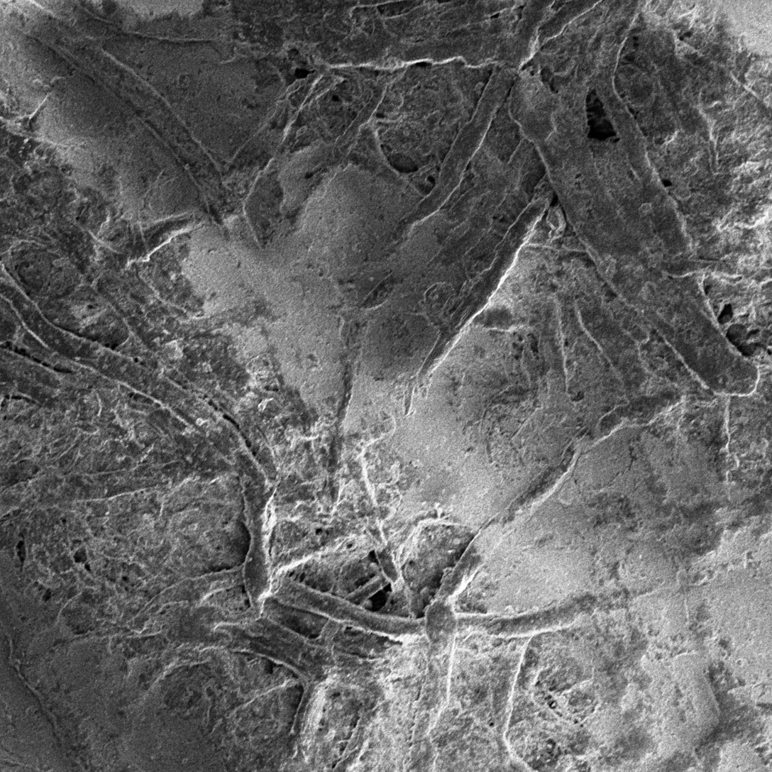 CBIS microscopy image competition - NUS Biological Sciences | NUS ...